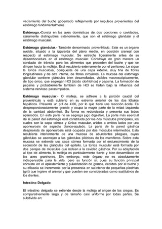 Laboratorio de la anatomia del ave | DOCX