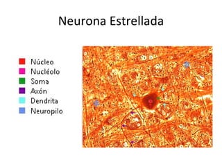 Laboratorio histologia | PPT