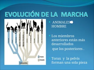 Evolución laboratorio de la marcha humana.ppt