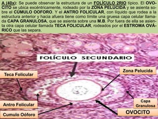 Laboratorio microscopia Ovario. | PPTX