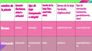 Laboratorio n°1 vistazo a los seres vivos del entorno escolar | PDF