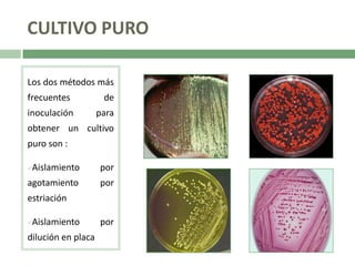Laboratorio no. 3 técnicas de inoculación | PPTX