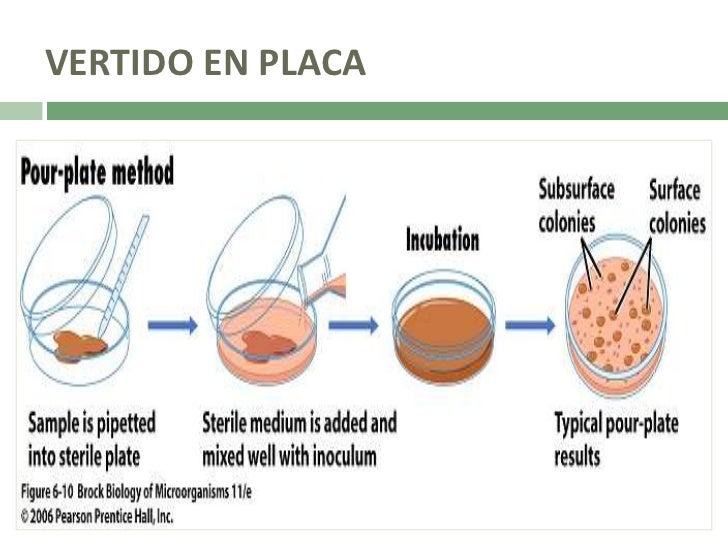 Laboratorio No 3 Técnicas De Inoculación