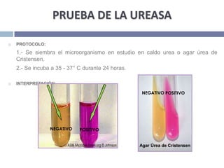 Laboratorio no. 5 pruebas bioquímicas | PPTX