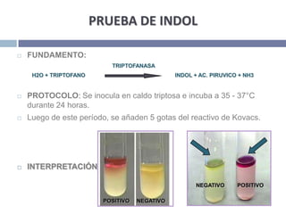 Laboratorio no. 5 pruebas bioquímicas | PPTX
