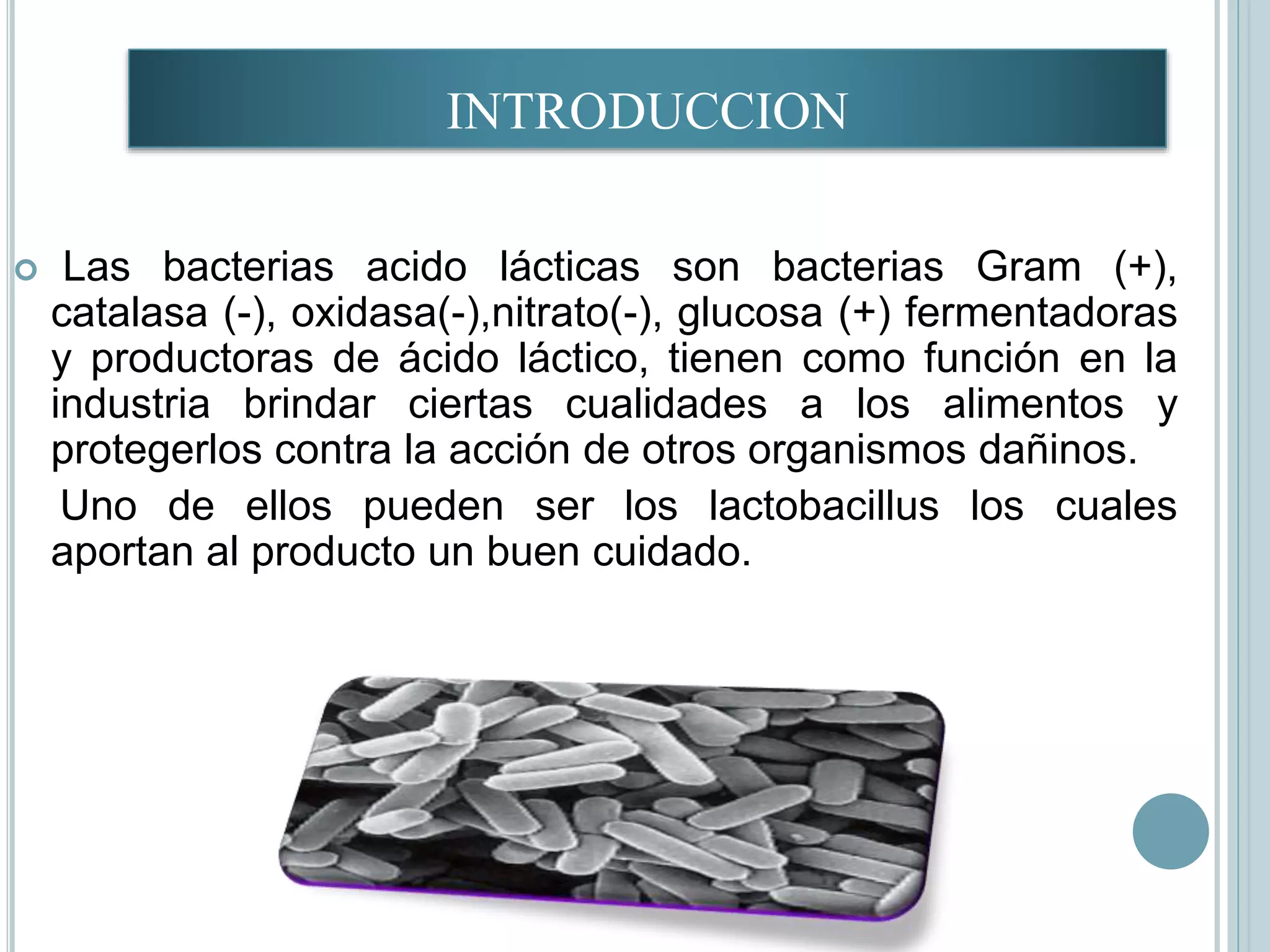 Identificación de bacterias ácido lácticas (BAL) a partir de yogurt ...