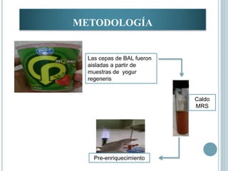 Identificación de bacterias ácido lácticas (BAL) a partir de yogurt | PPTX