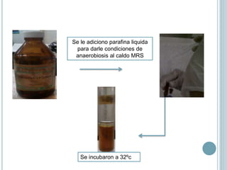 Identificación de bacterias ácido lácticas (BAL) a partir de yogurt | PPTX