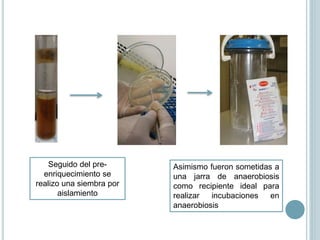 Identificación de bacterias ácido lácticas (BAL) a partir de yogurt | PPTX