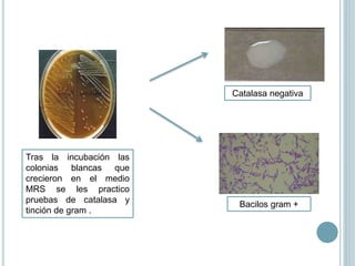 Identificación de bacterias ácido lácticas (BAL) a partir de yogurt | PPTX