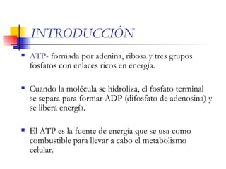 Laboratorio respiración celular | PPT