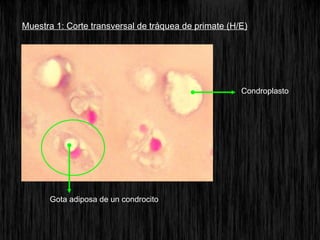 Laboratorios De Histologia 2 | PPT