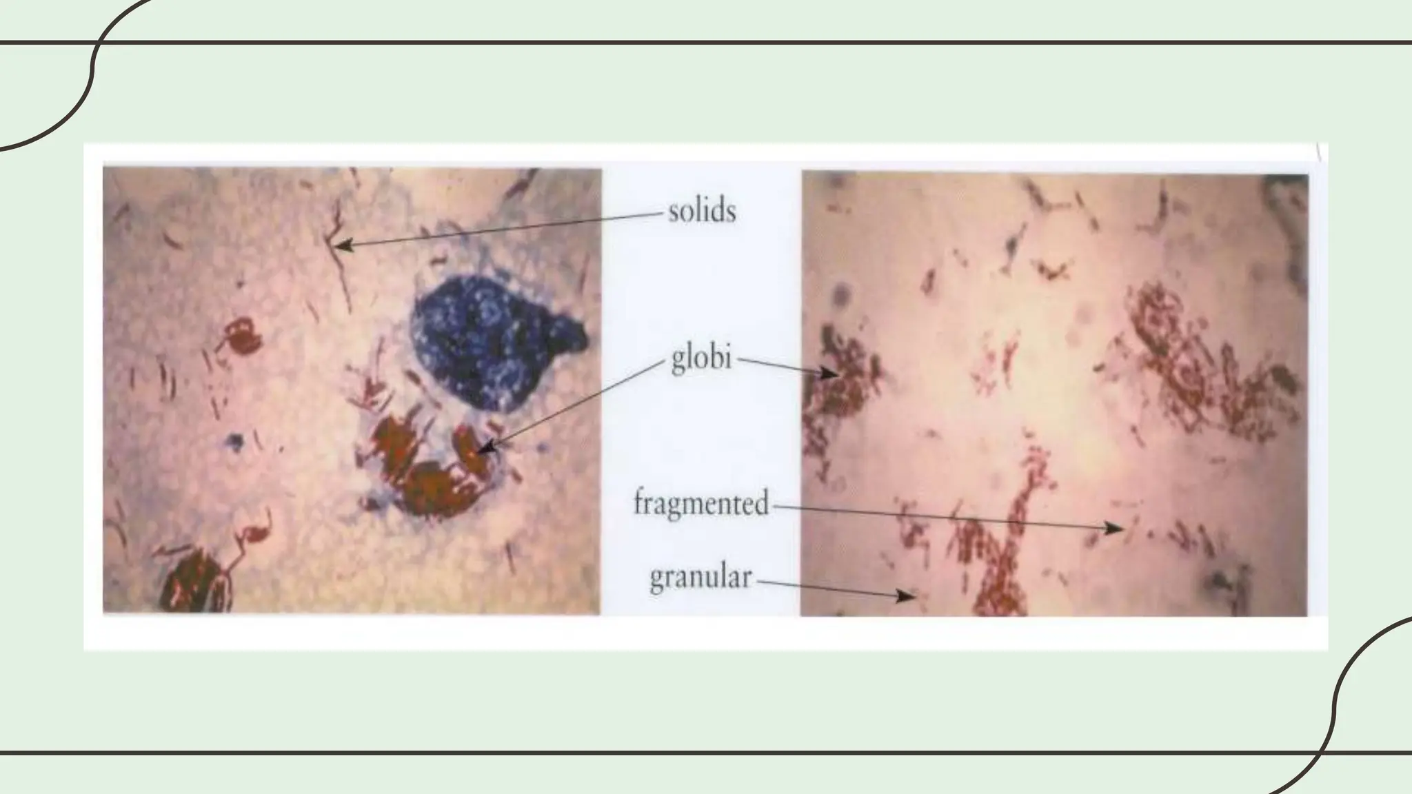 Laboratorium Kusta.pptx