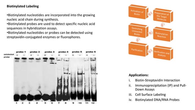All types of labelling for laboratory techniques | PPTX