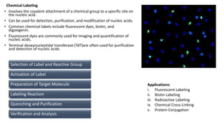 All types of labelling for laboratory techniques | PPTX