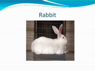 Laboratory-animals PPT-1.pptx