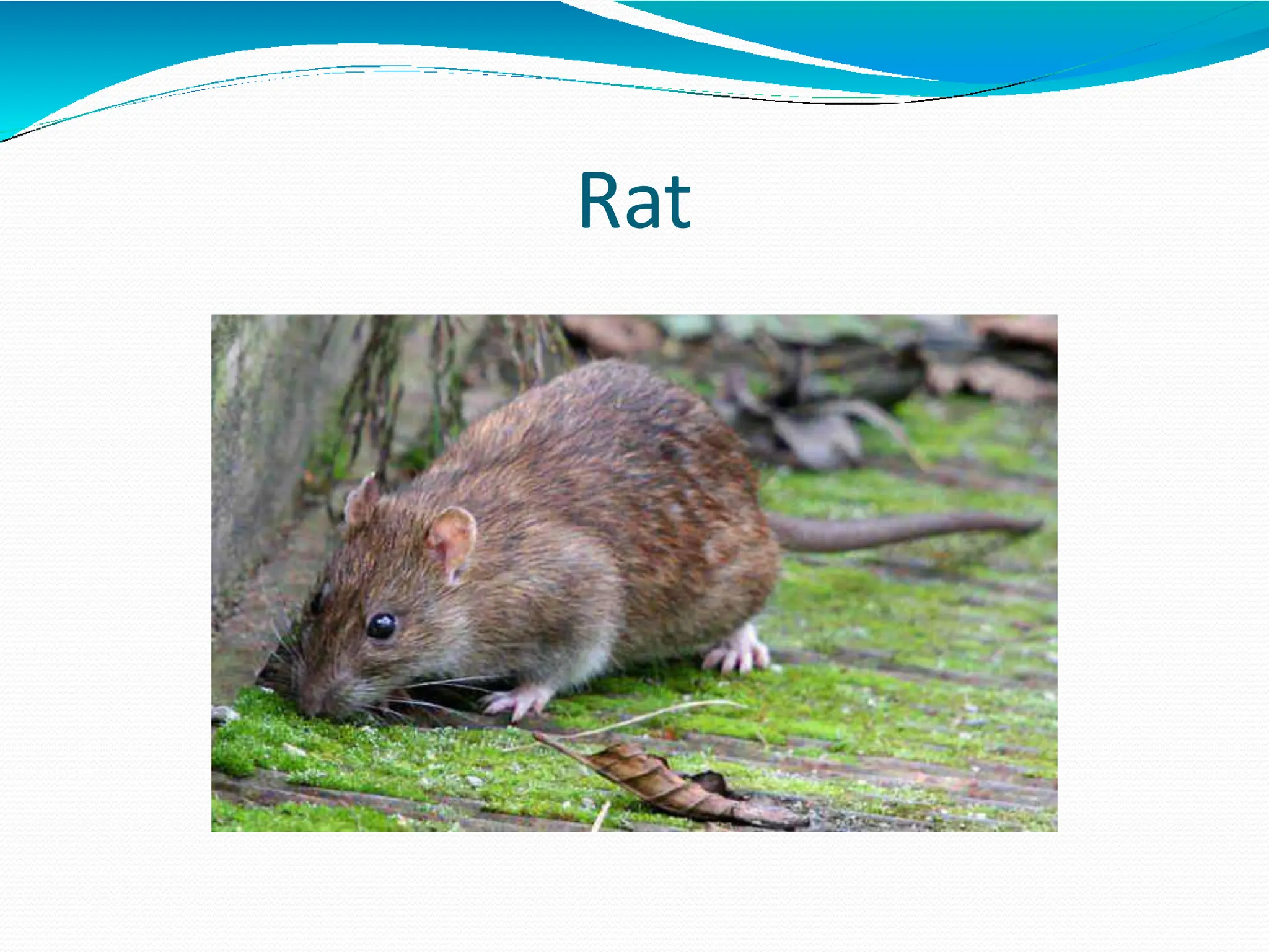 Laboratory-animals PPT-1.pptx