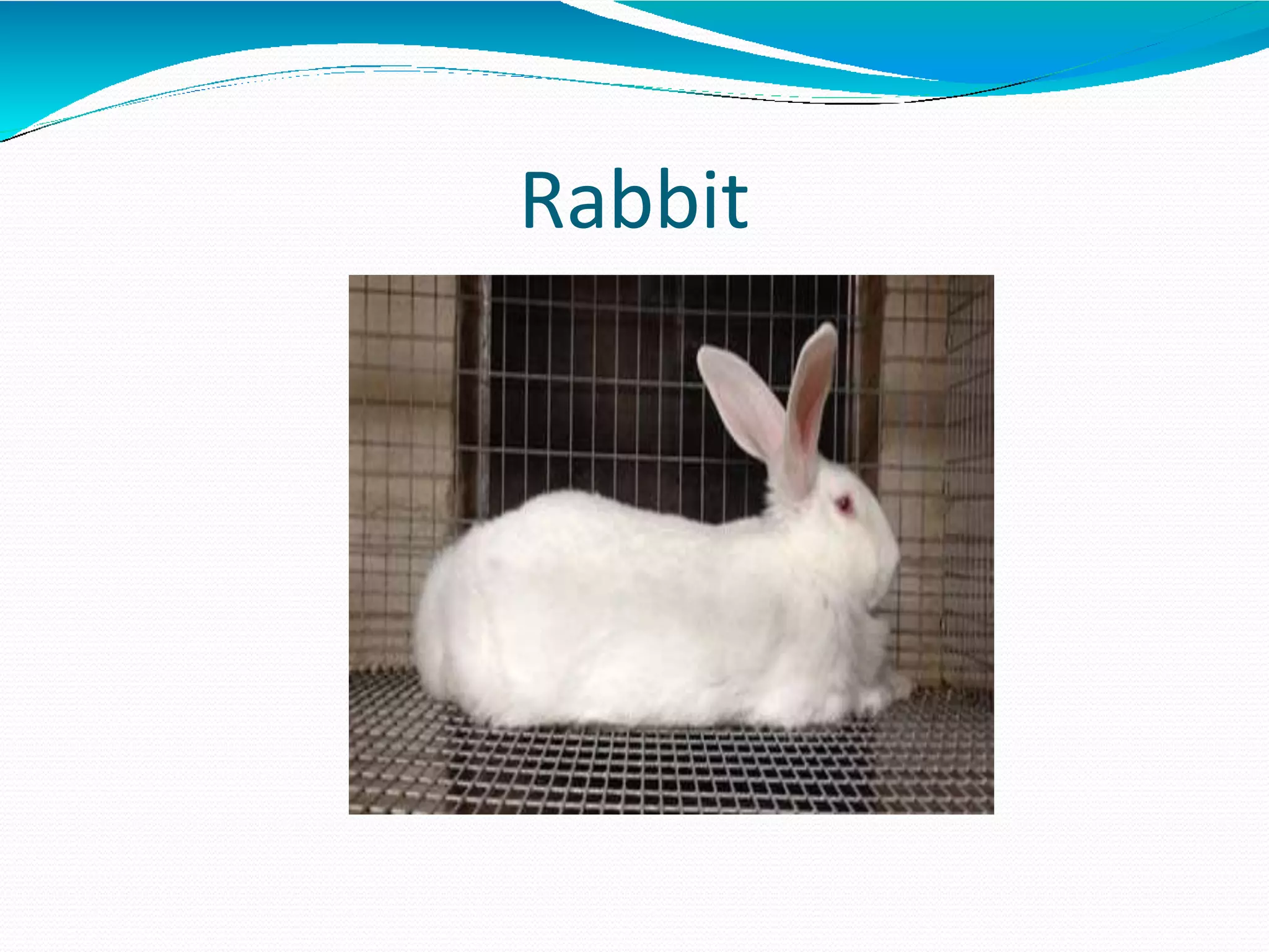 Laboratory-animals PPT.pptx