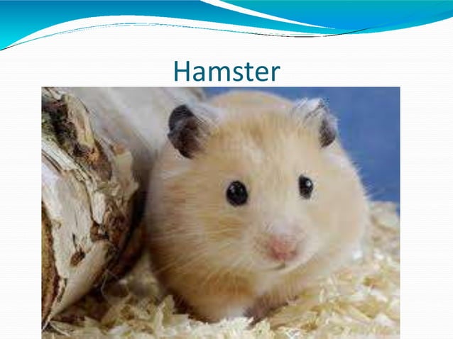 Laboratory-animals PPT.pptx | Biological Sciences | Science