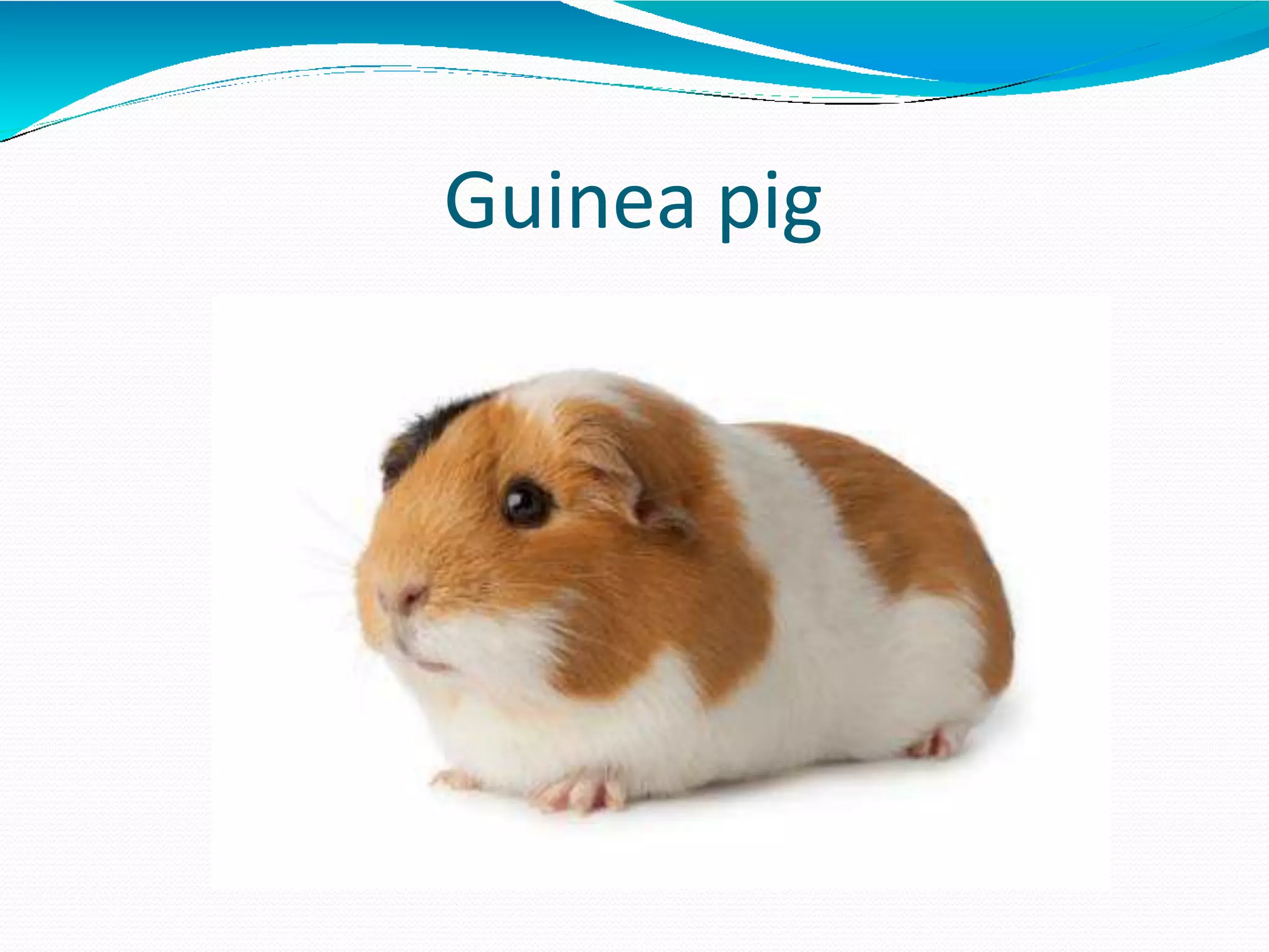 Laboratory-animals PPT.pptx