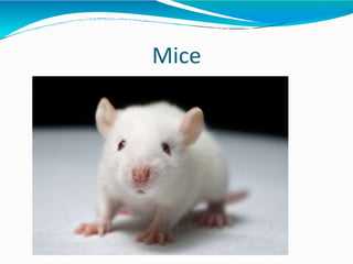 Laboratory-animals PPT.pptx