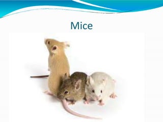 Laboratory-animals PPT.pptx