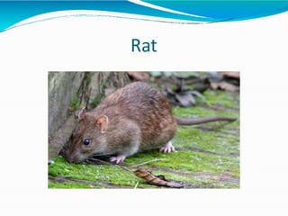 Laboratory-animals PPT.pptx