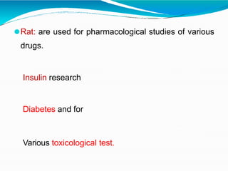 Laboratory-animals PPT.pptx