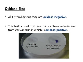 Laboratory diagnosis of bacteria | PPTX