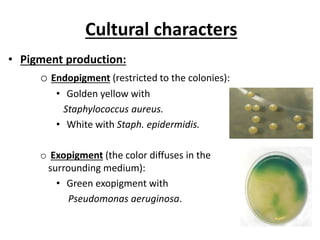 Laboratory diagnosis of bacteria | PPTX