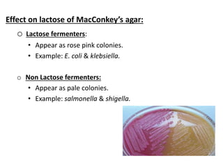 Laboratory diagnosis of bacteria | PPTX