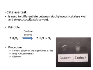 Laboratory diagnosis of bacteria | PPTX