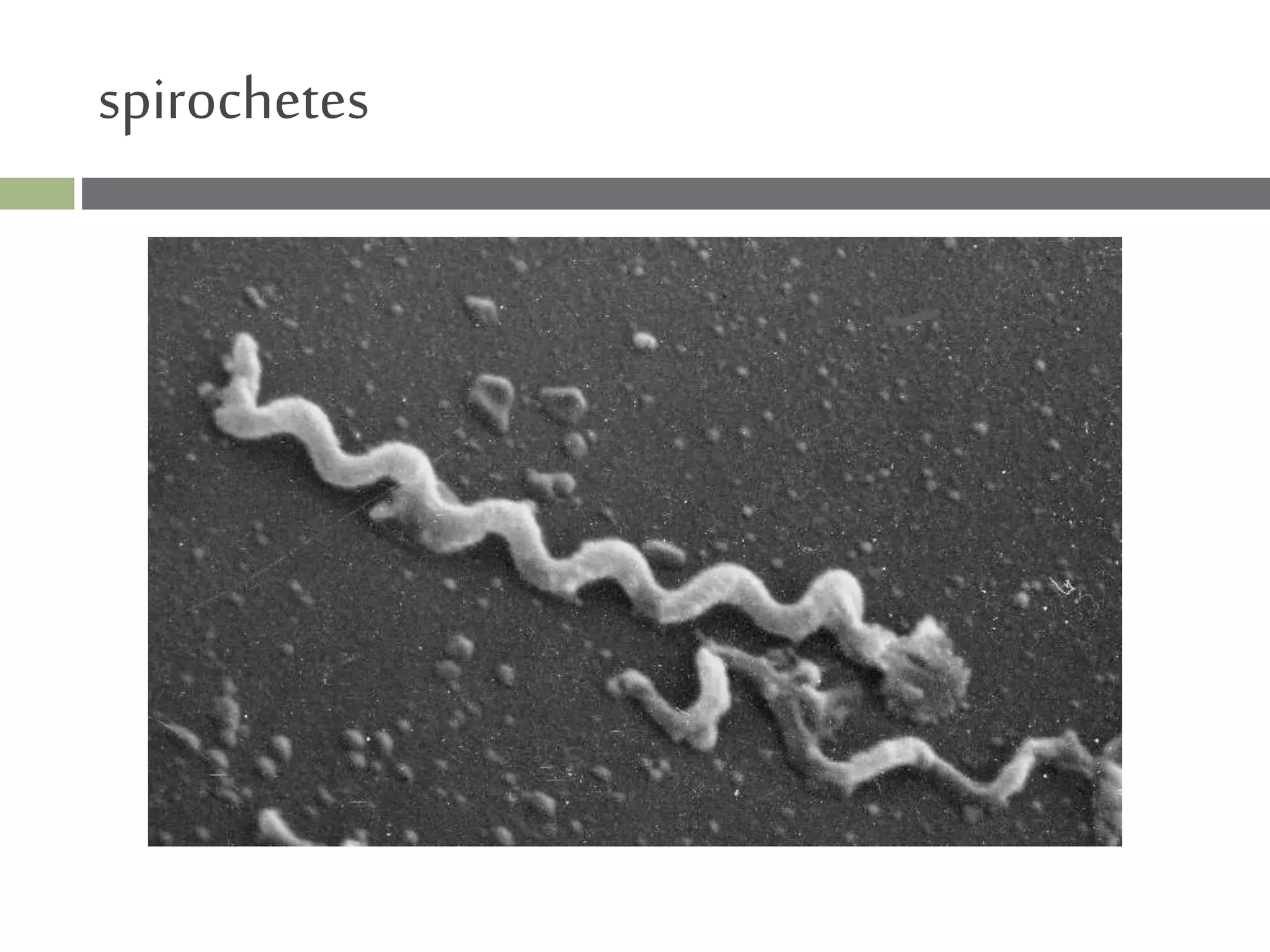 Laboratory identification-of-clinically-significant-bacteria | PPTX