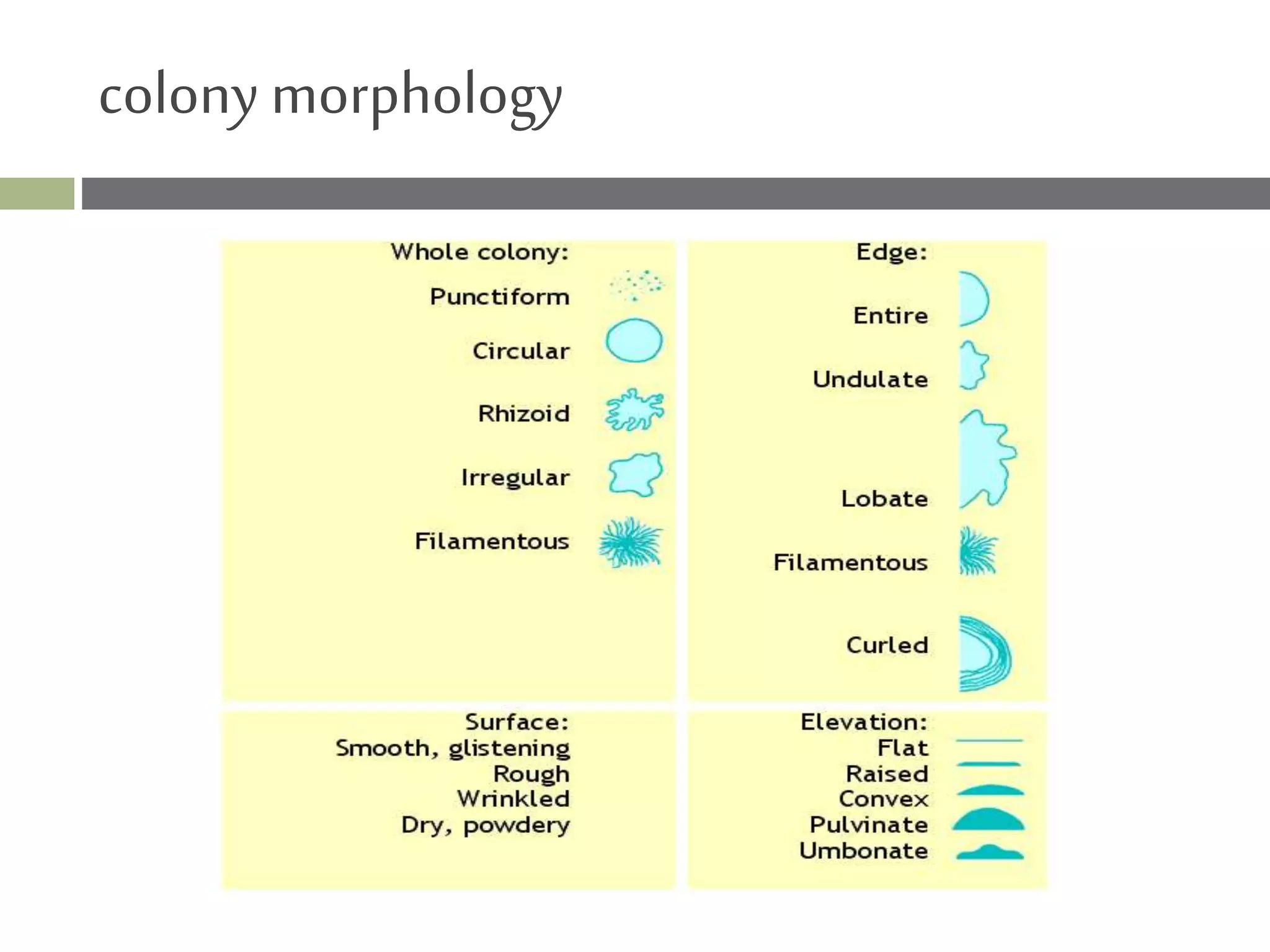 Laboratory identification-of-clinically-significant-bacteria | PPTX