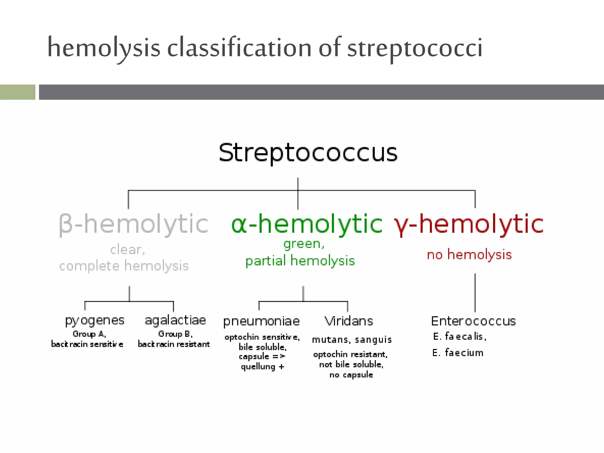 Laboratory identification-of-clinically-significant-bacteria | PPTX