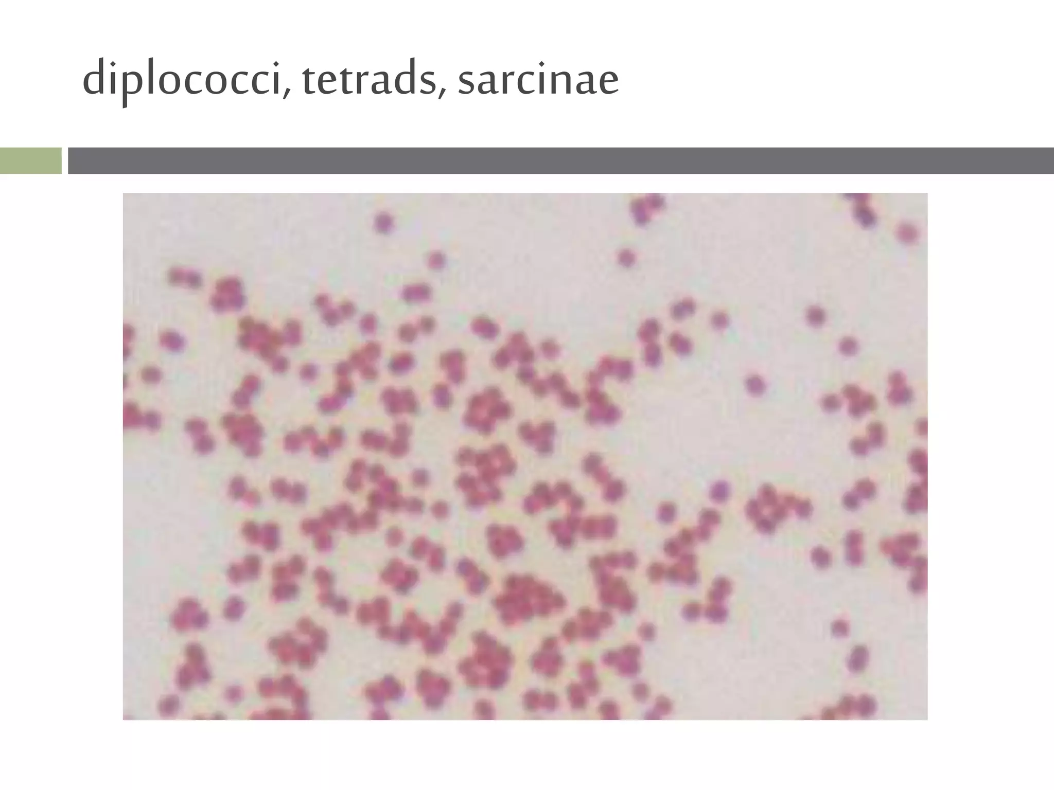 Laboratory identification-of-clinically-significant-bacteria | PPTX