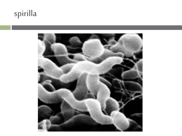 Laboratory identification-of-clinically-significant-bacteria | PPTX ...