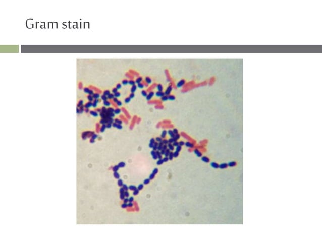 Laboratory identification-of-clinically-significant-bacteria | PPTX ...