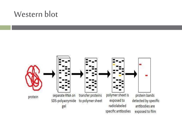 Laboratory identification-of-clinically-significant-bacteria | PPTX ...