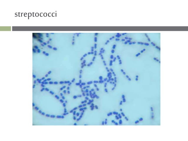 Laboratory identification-of-clinically-significant-bacteria | PPTX ...