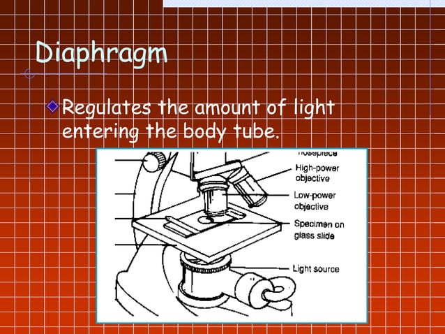Laboratory lecture on microscope use.ppt