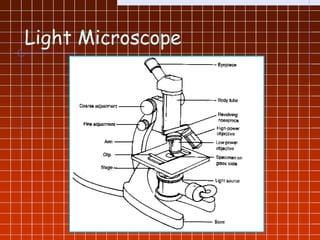 Laboratory lecture on microscope use.ppt