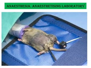 Laboratory anesthetics | PPT
