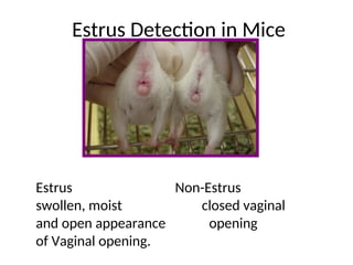 Laboratory Animal Care.pp t | PPT