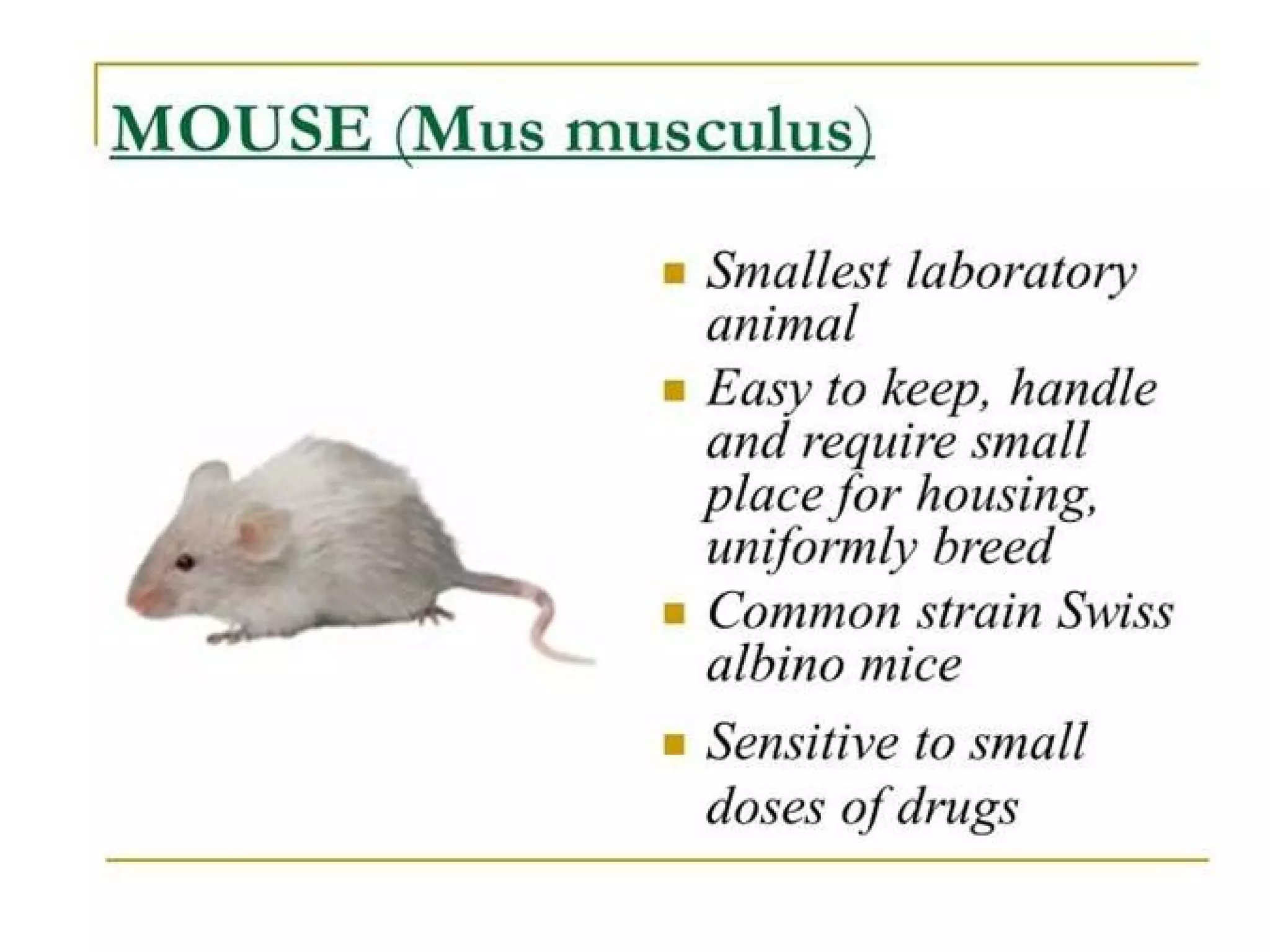 Laboratory Animals | PPT