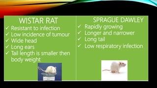 LABORATORY ANIMALS | PPTX