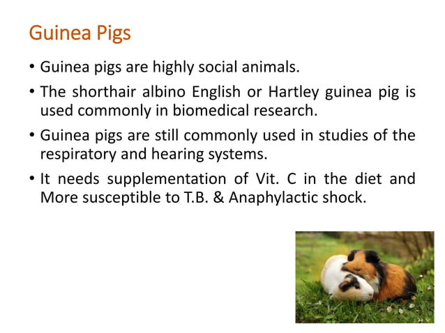 Laboratory animals | PPTX | Biological Sciences | Science