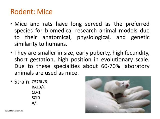 Laboratory animals | PPTX | Biological Sciences | Science