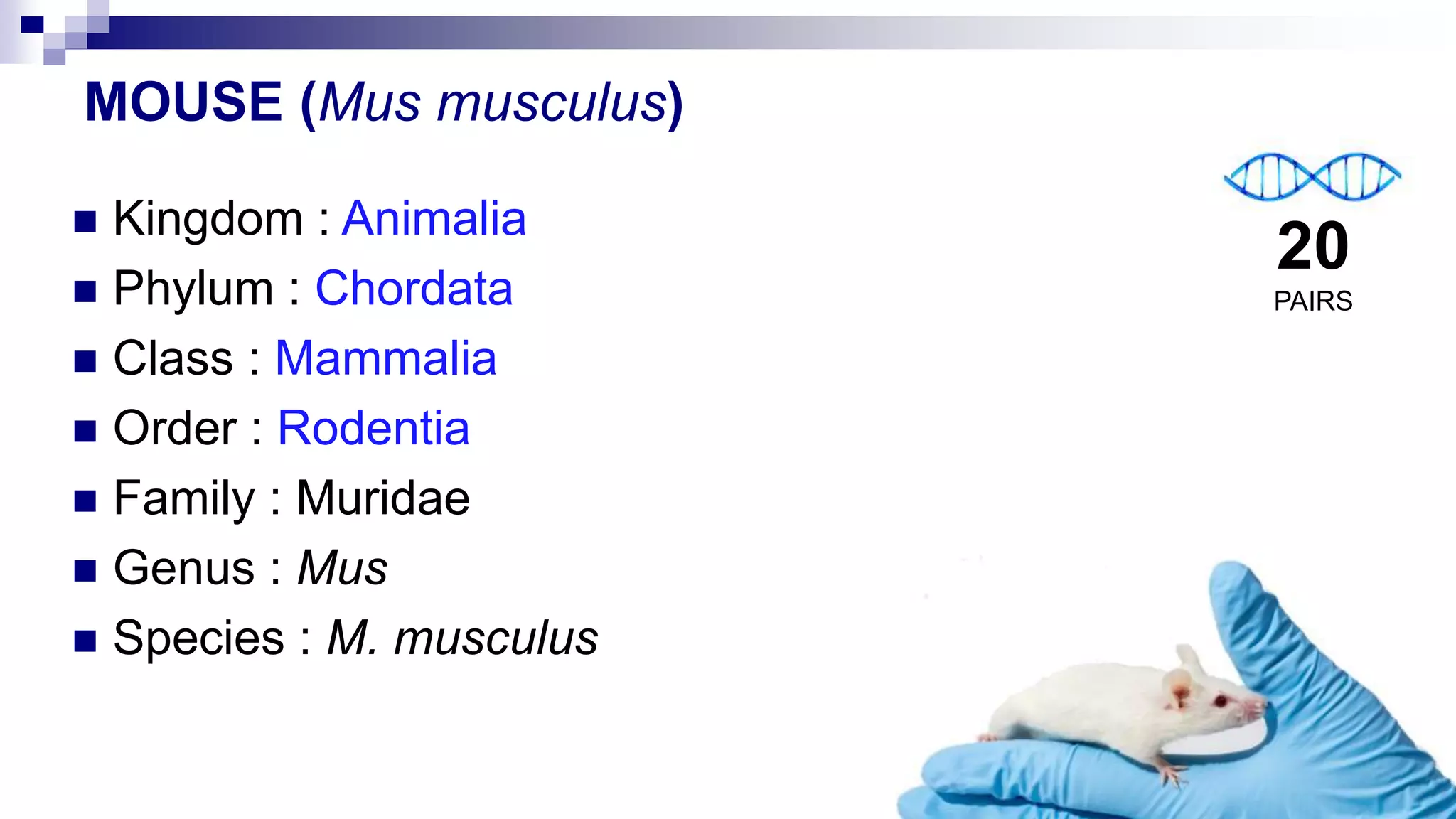 Laboratory Animals - Taxonomic Classification | PPTX