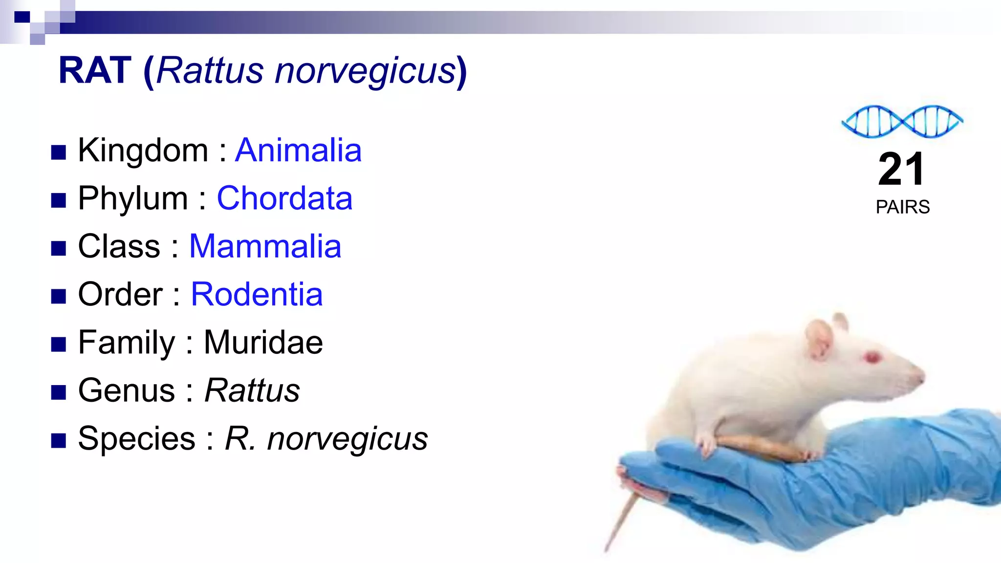 Laboratory Animals - Taxonomic Classification | PPTX